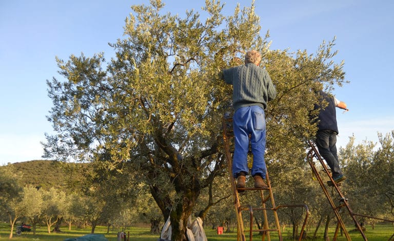 La récolte des olives en France 2017-2018 : une annonce de production d ...